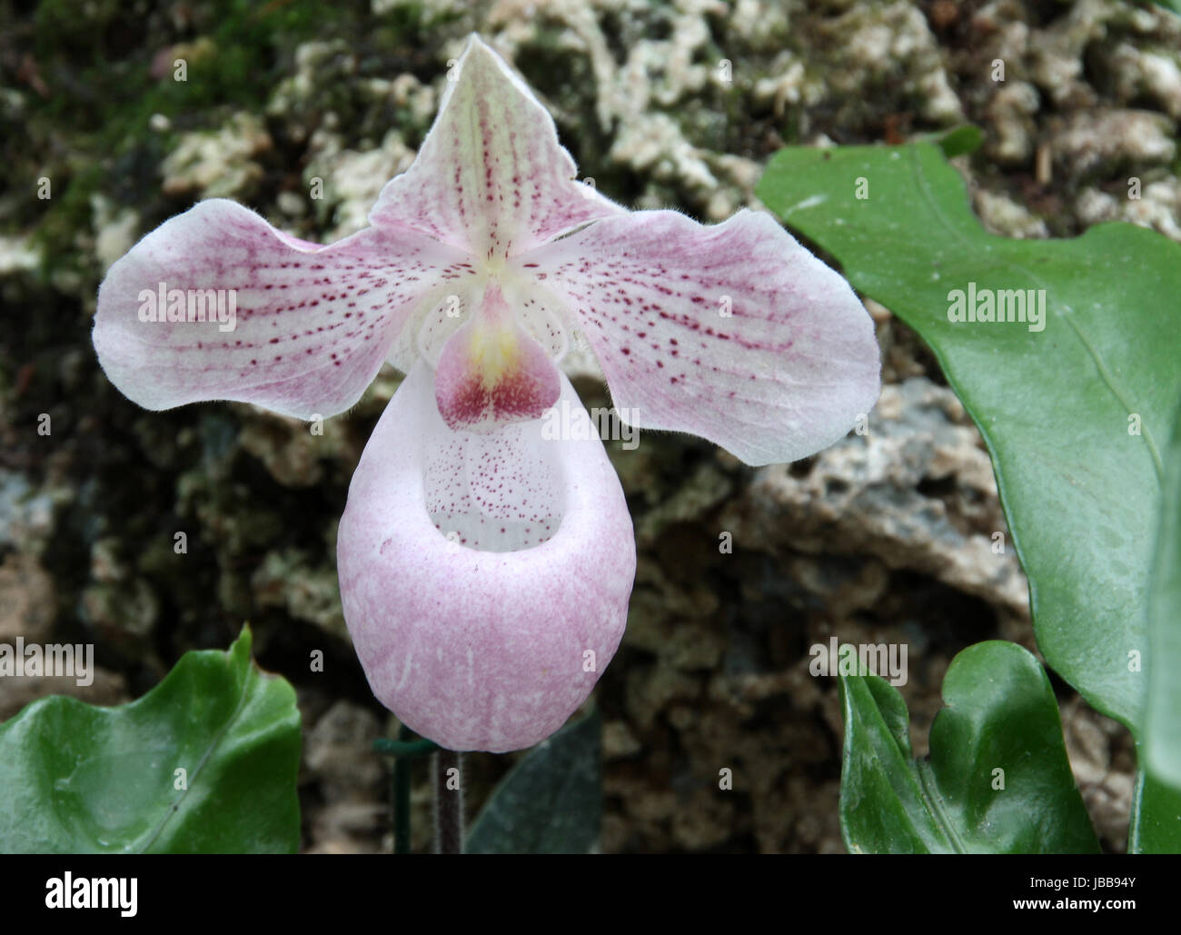 paphiopedilum niveum snow prince Stock Photo - Alamy