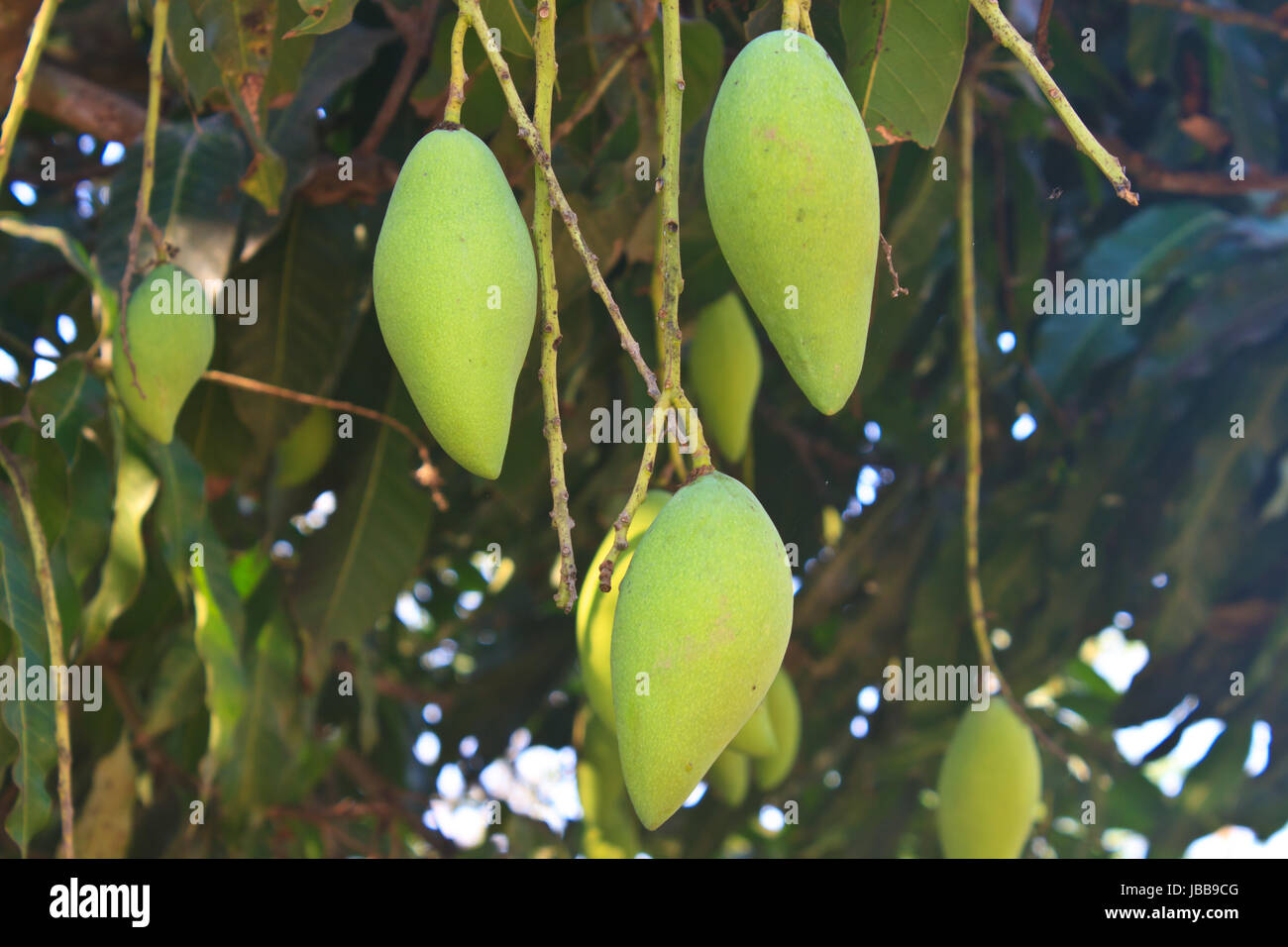 Close up of mangoes on a mango tree Stock Photo - Alamy