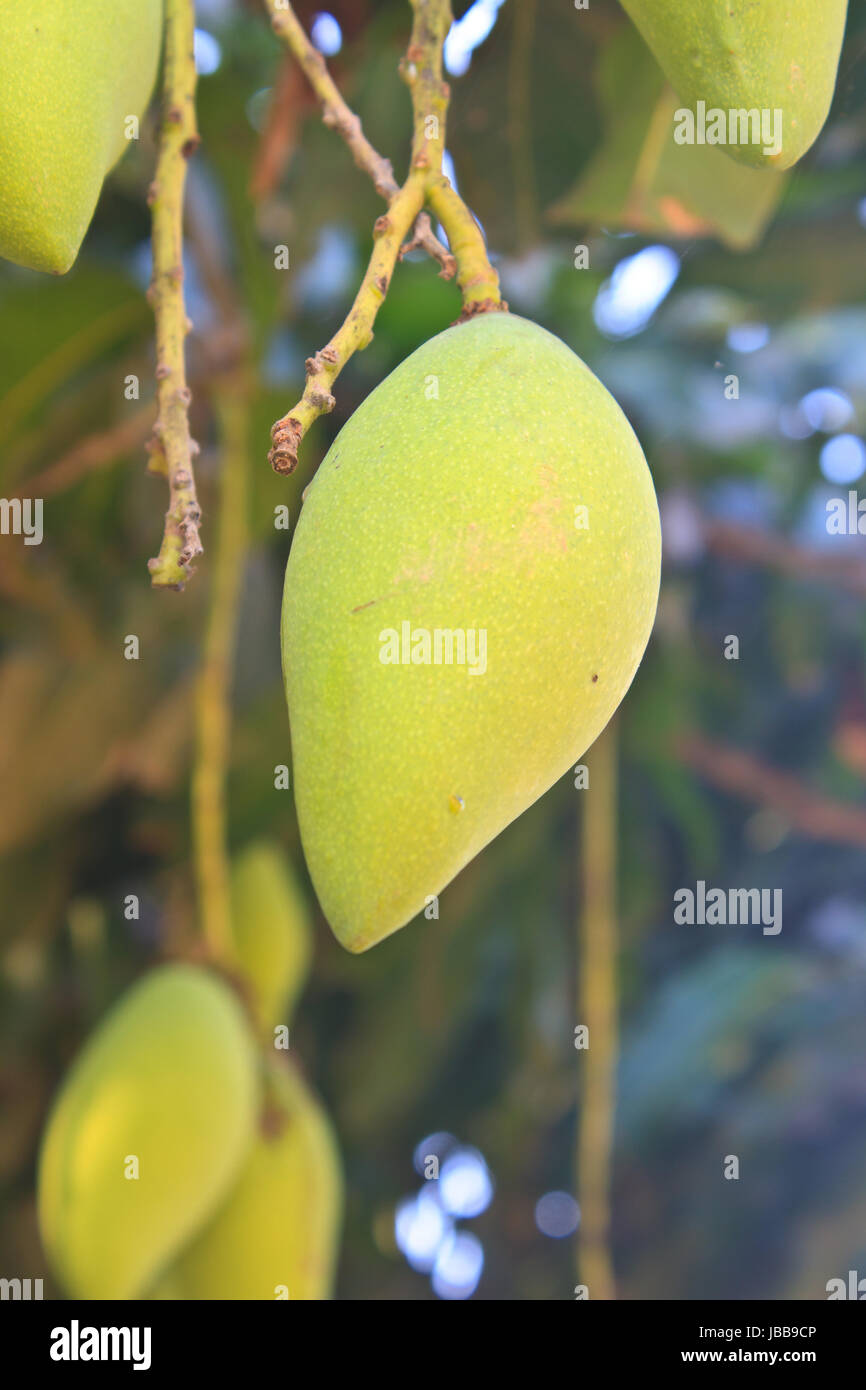 Close up of mangoes on a mango tree Stock Photo - Alamy
