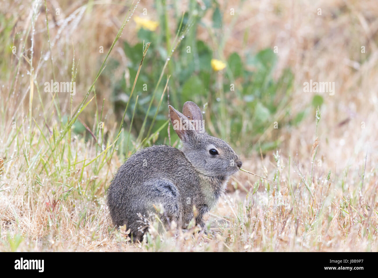 Young Cottontail Rabbit (Sylvilagus) munching grass with cautious Stock ...