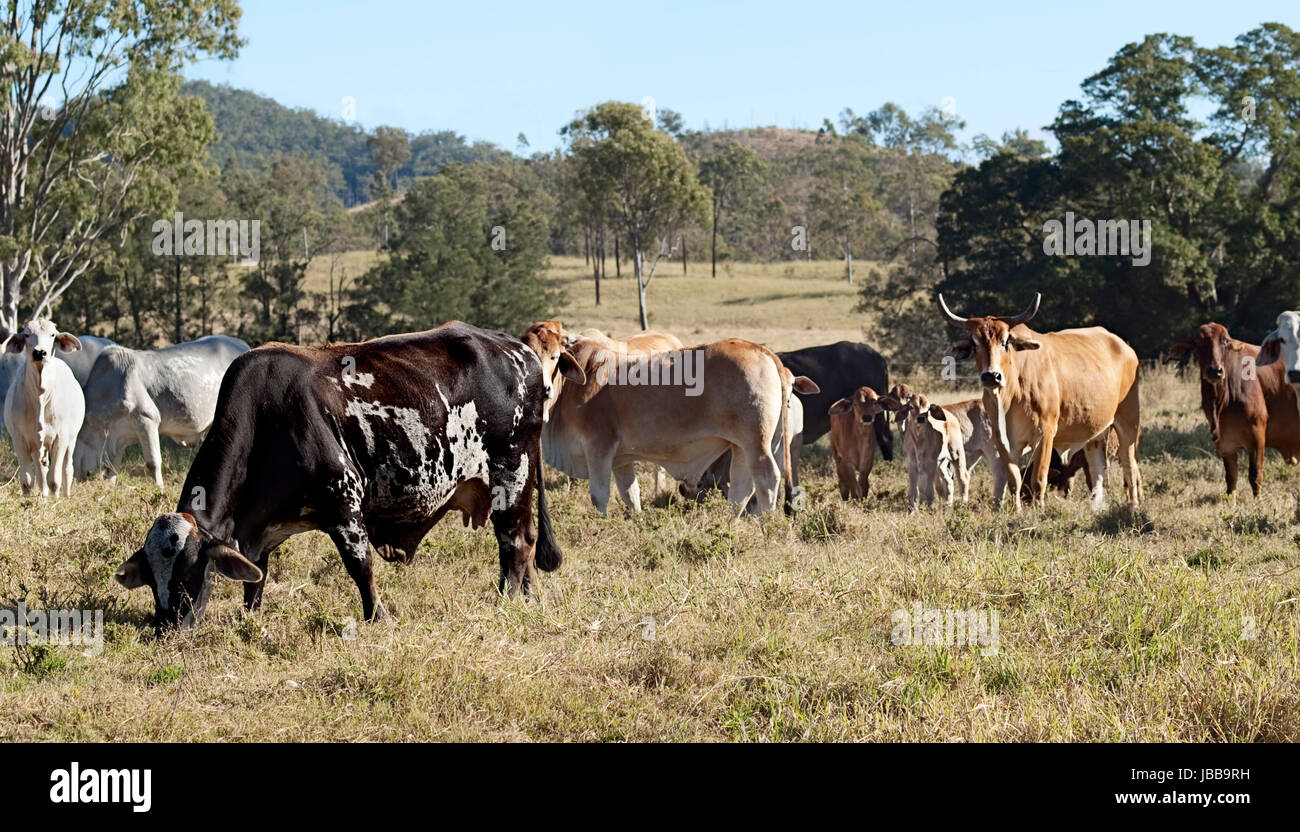 Australian rural ranch scene with brindle cow in a brahman beef cattle ...
