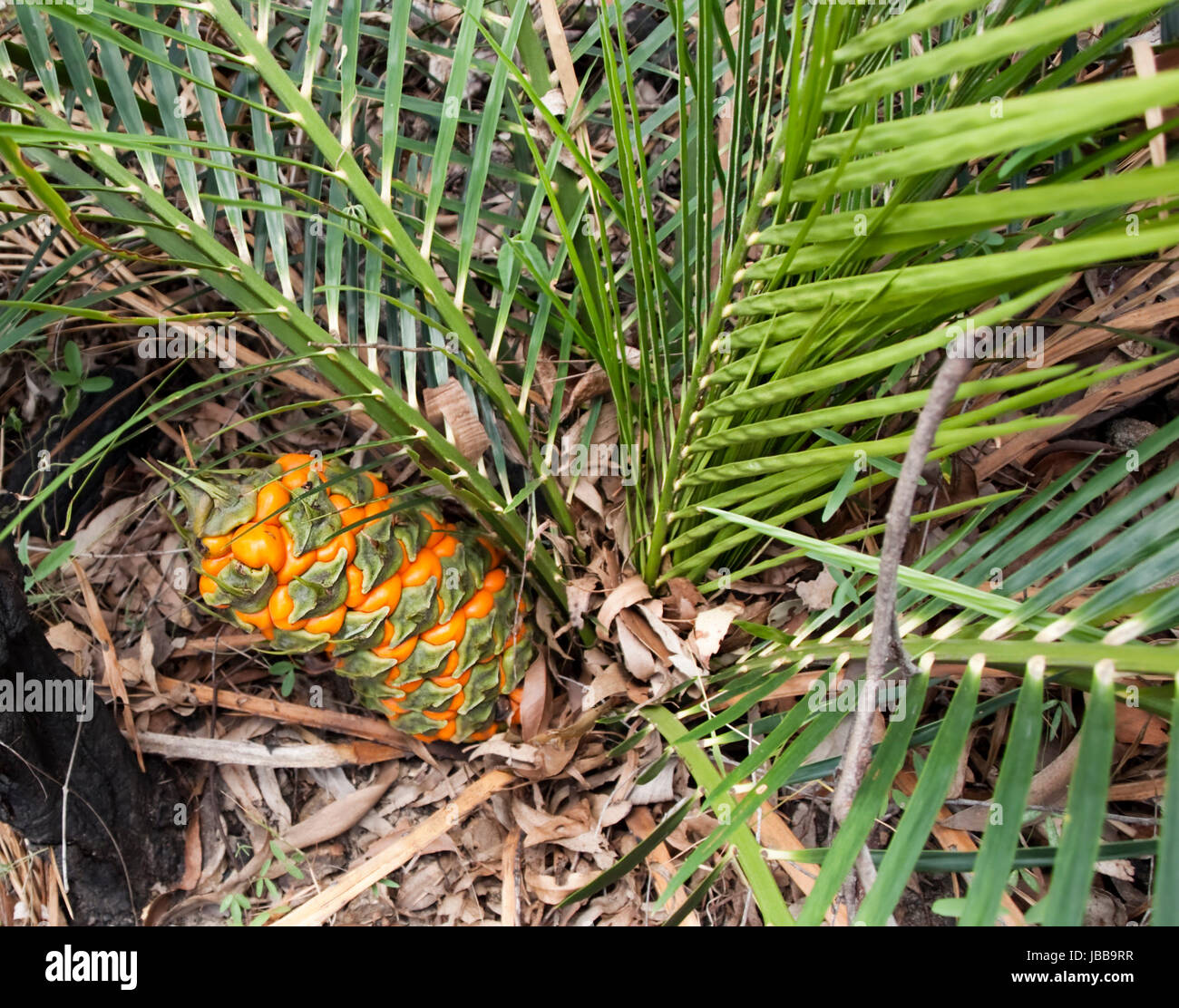 Cycad species australia hi-res stock photography and images - Alamy