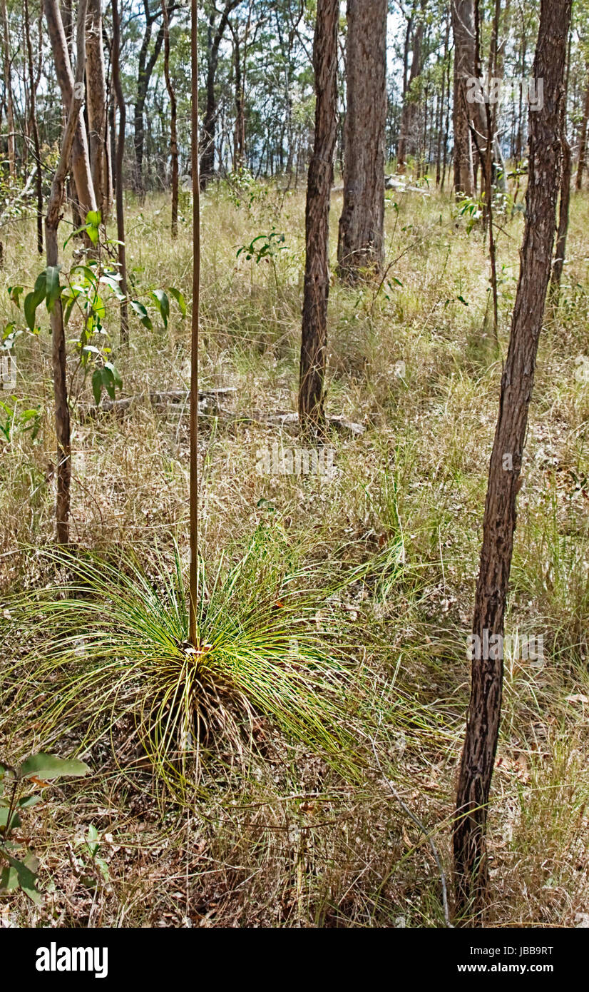 Dry sclerophyll forest hi-res stock photography and images - Alamy