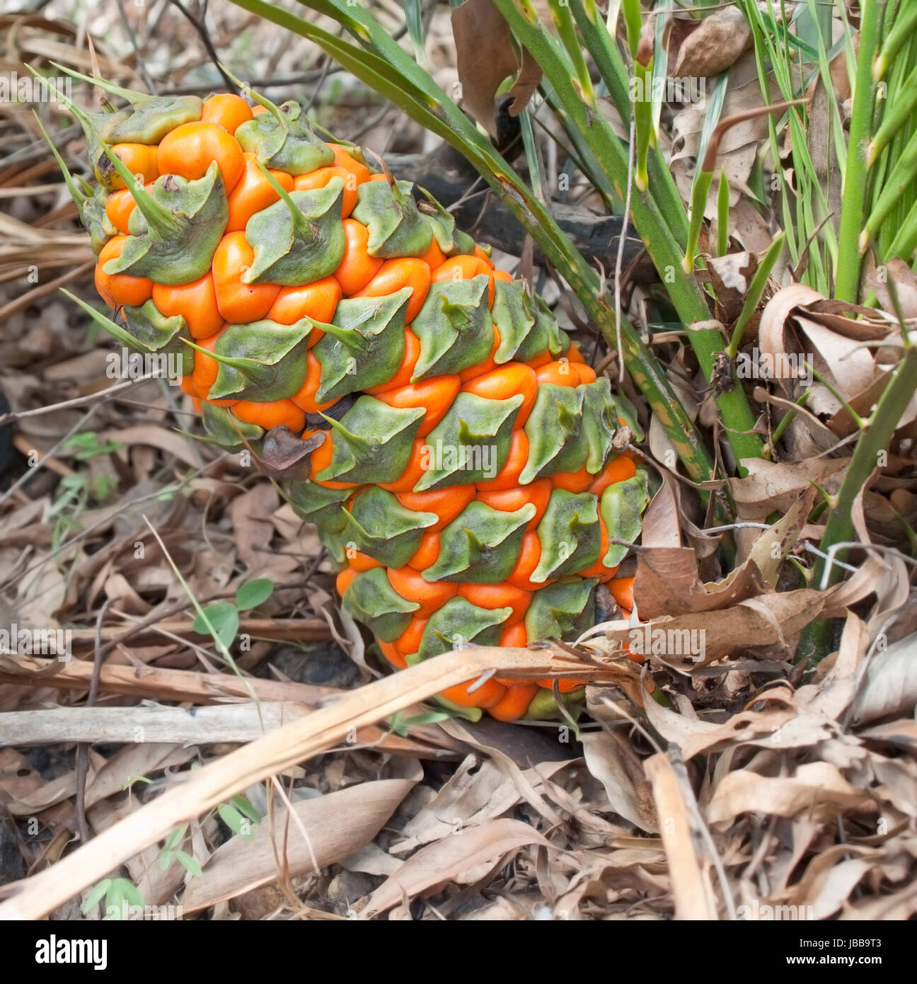 Female fruit cone of protected species Australian cycad Macrozamia ...