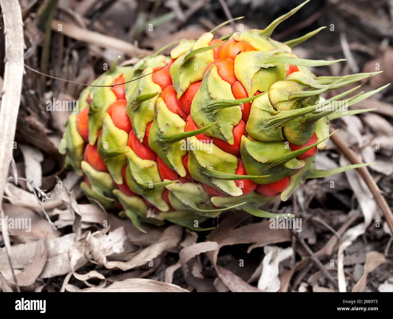 Australian Aborigine Food High Resolution Stock Photography and Images ...
