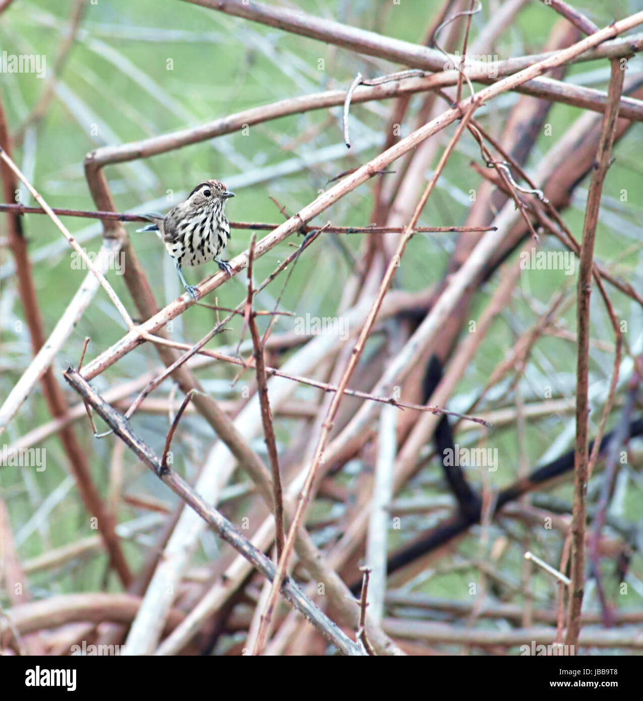 Camouflaged Speckled Warbler Australian nature native bird Chthonicola ...