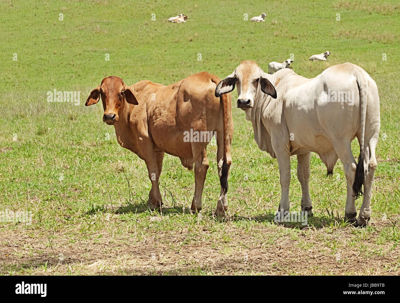Two brahman cows domestic hi-res stock photography and images - Alamy