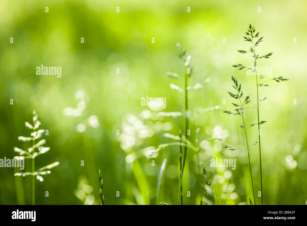 Summer flowering grass and green plants in June sunshine with copy ...