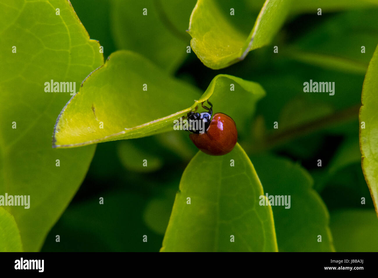 Little brown ladybug walking around some leaves Stock Photo - Alamy