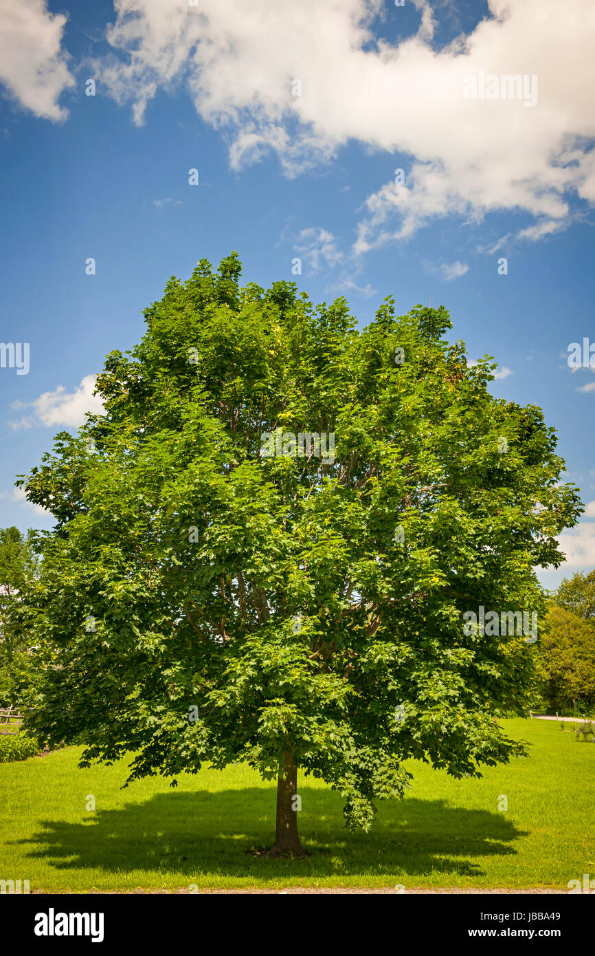 Large single maple tree on sunny summer day in green field with blue ...
