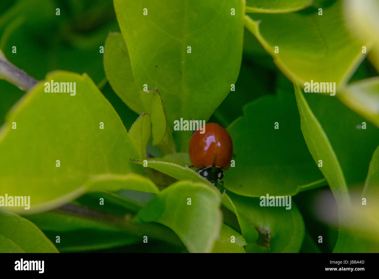 Little brown ladybug walking around some leaves Stock Photo - Alamy