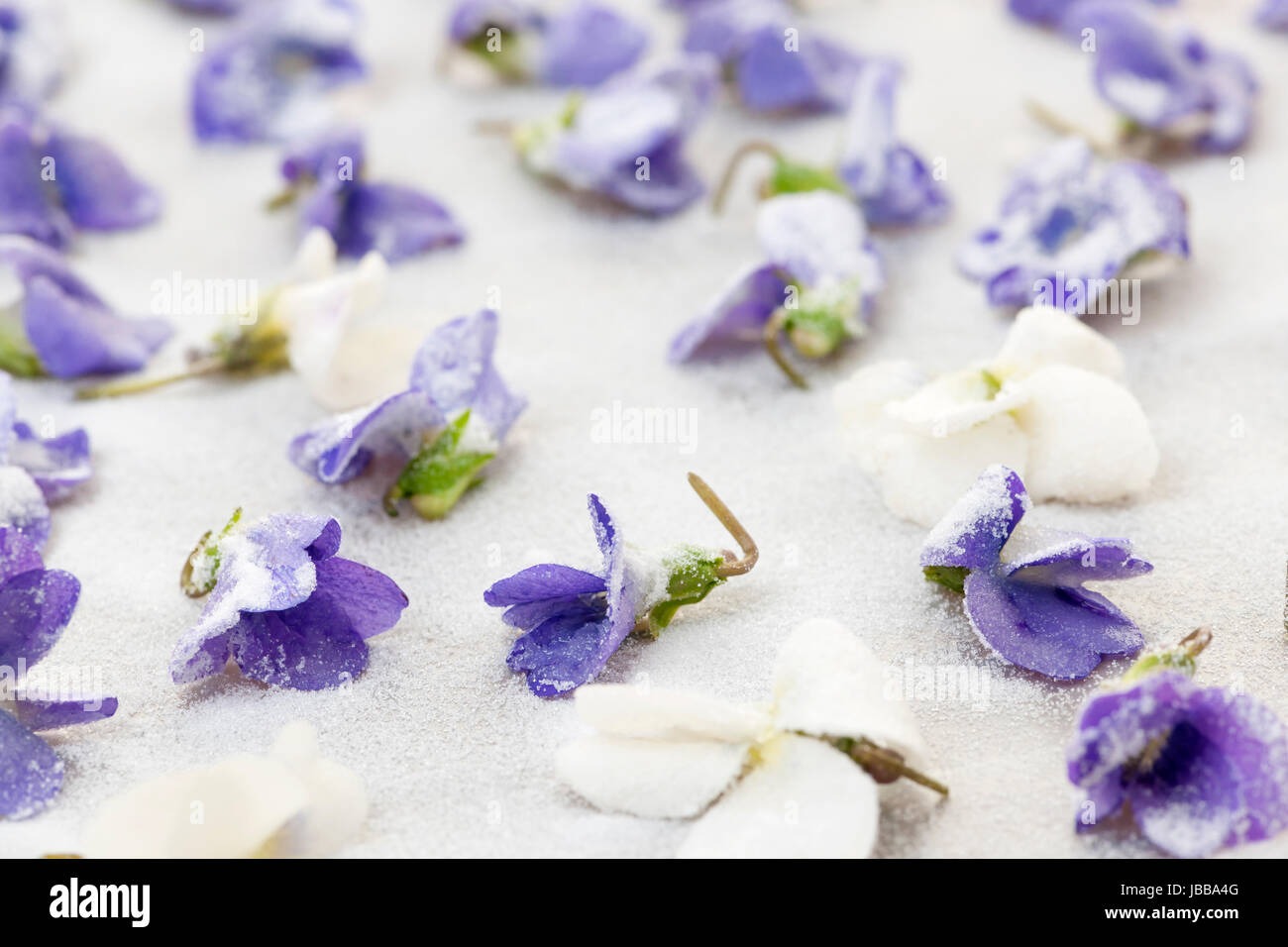 Candied sugared violet flowers drying on parchment paper Stock Photo ...