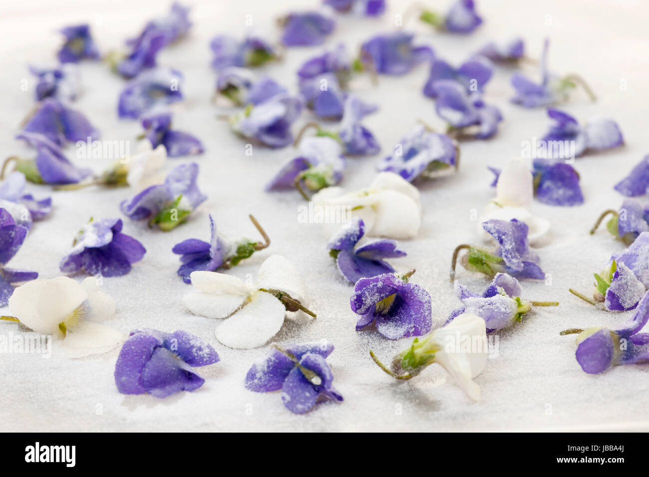 Candied sugared violet flowers drying on parchment paper Stock Photo ...
