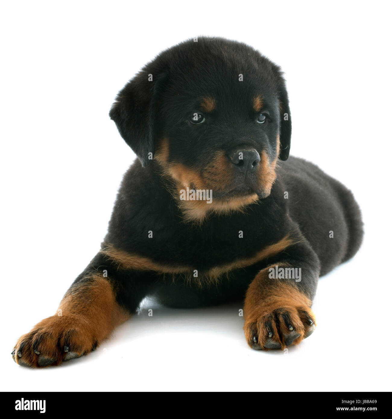 portrait of a purebred puppy rottweiler in front of white background ...