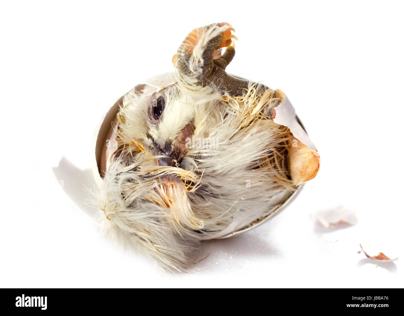 hatching of a chick in front of white background Stock Photo - Alamy