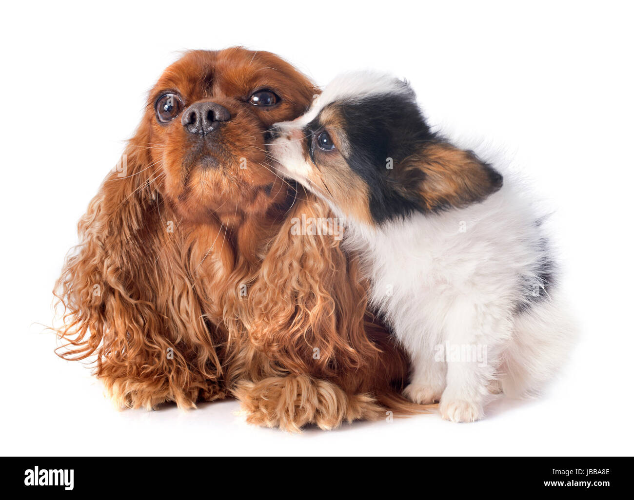 papillon puppy and cavalier king charles in front of white background ...
