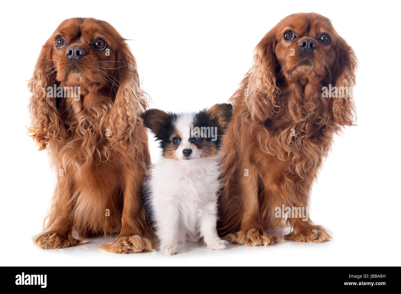 papillon puppy and cavalier king charles in front of white background ...