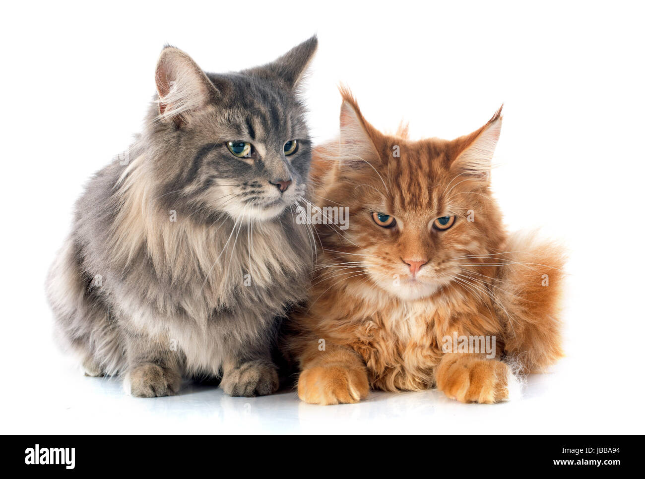 portrait of purebred maine coon cats on a white background Stock Photo ...