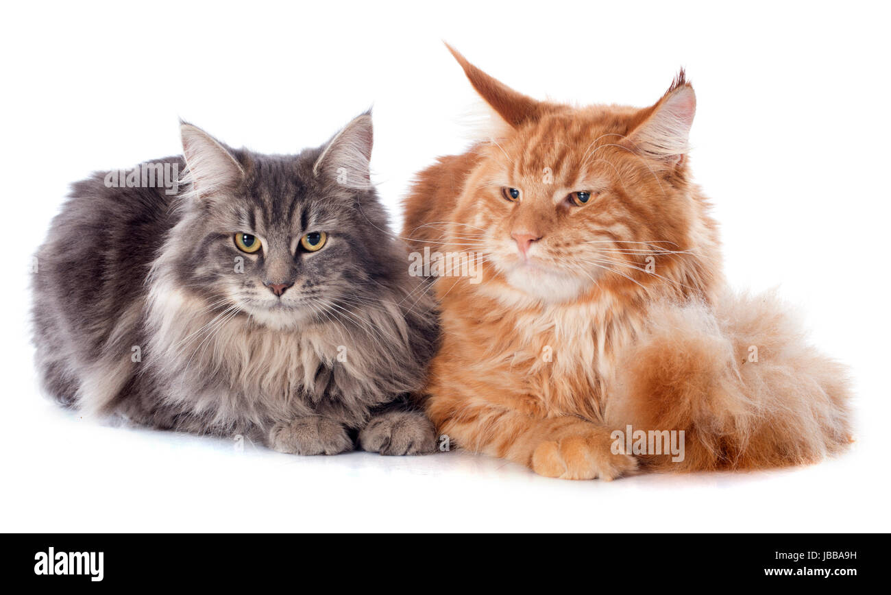 portrait of purebred maine coon cats on a white background Stock Photo ...