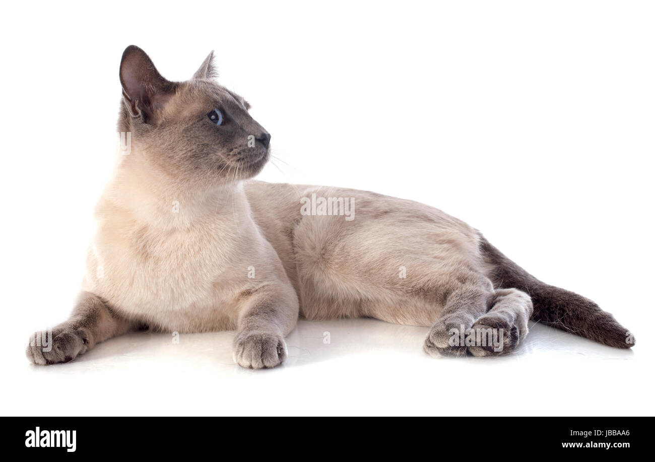 beautiful purebred siamese cat in front of white background Stock Photo ...