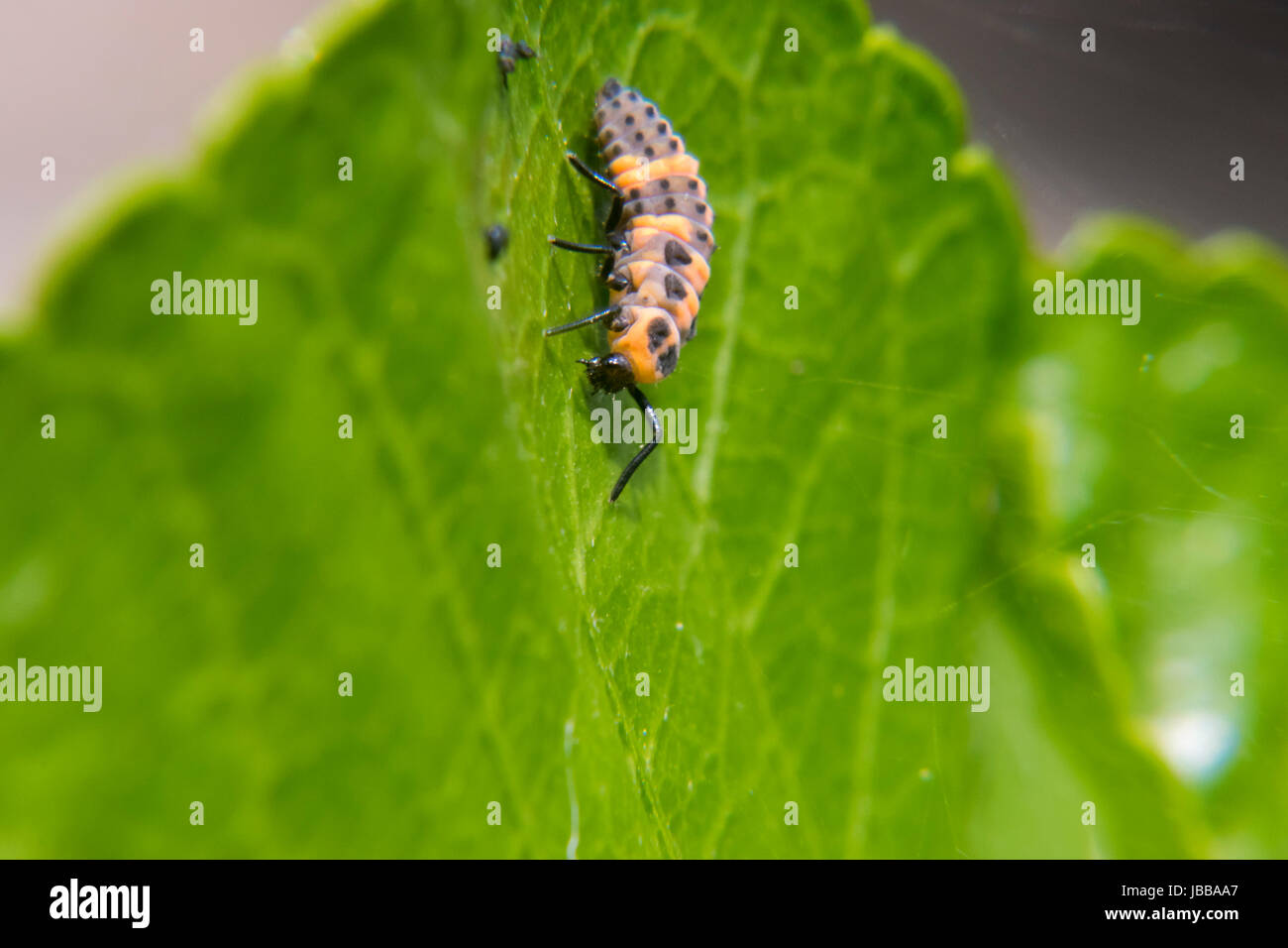 Ladybug pupa hi-res stock photography and images - Alamy