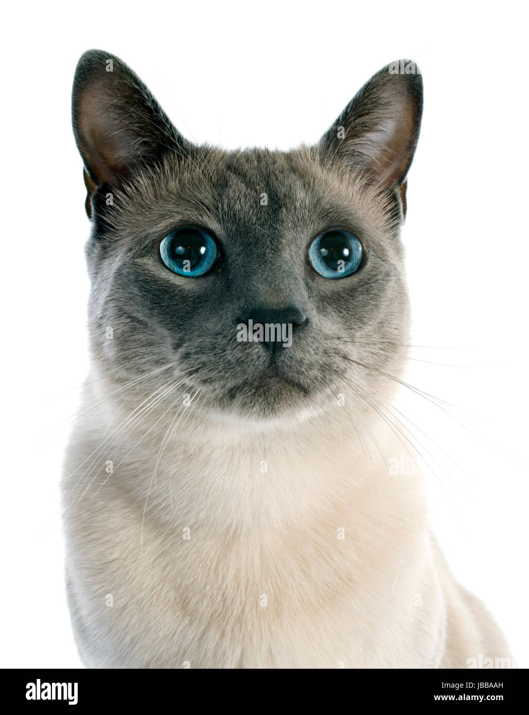 beautiful purebred siamese cat in front of white background Stock Photo ...