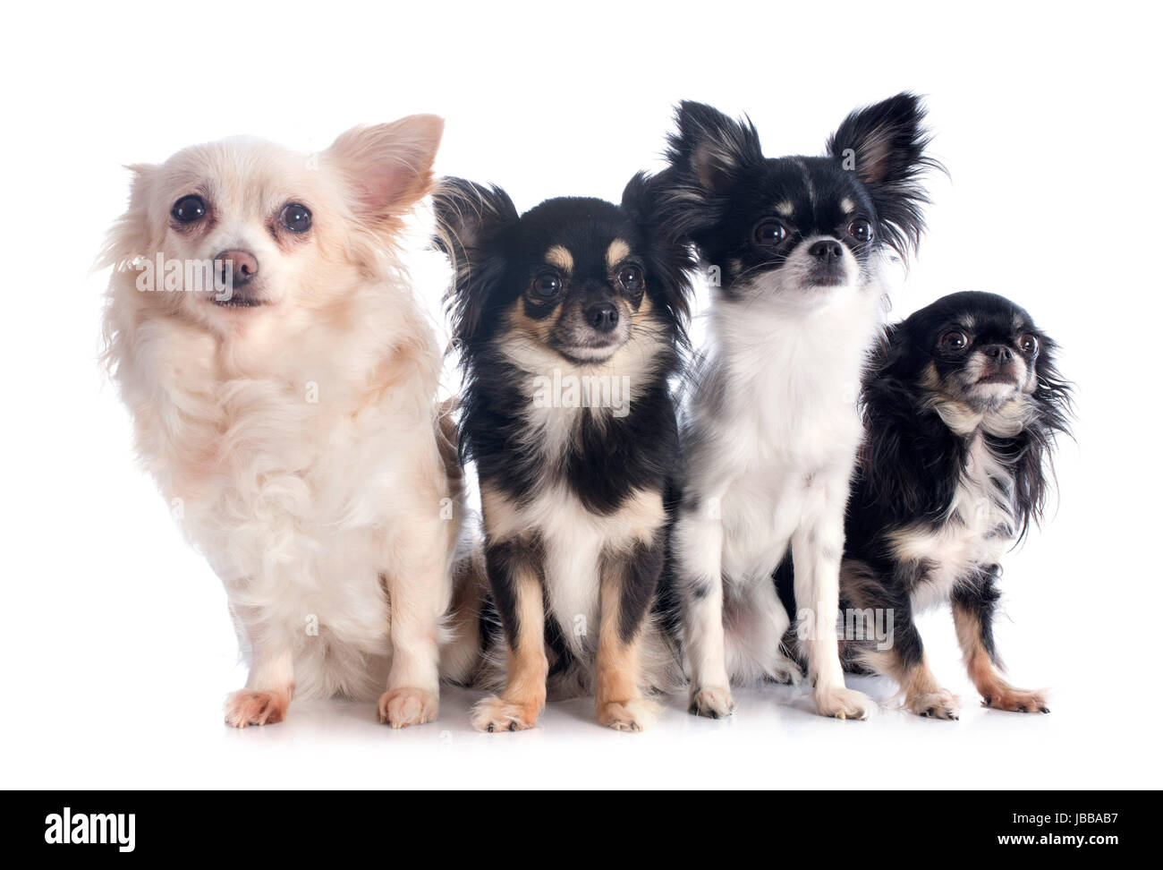four chihuahua in front of white background Stock Photo - Alamy