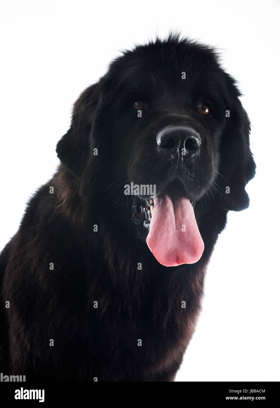 newfoundland dog in front of white background Stock Photo - Alamy