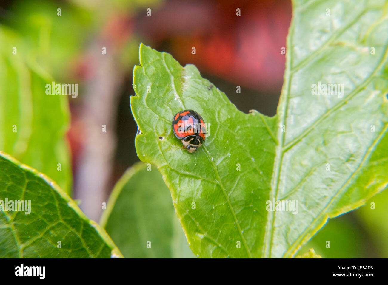 Red and black ladybug walking on a tree leaf Stock Photo - Alamy