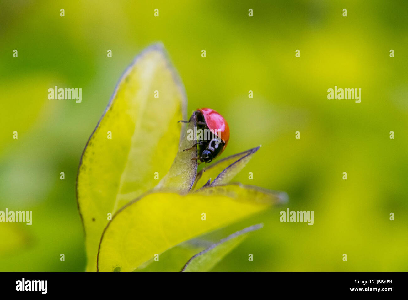 Little brown ladybug walking around some leaves Stock Photo - Alamy