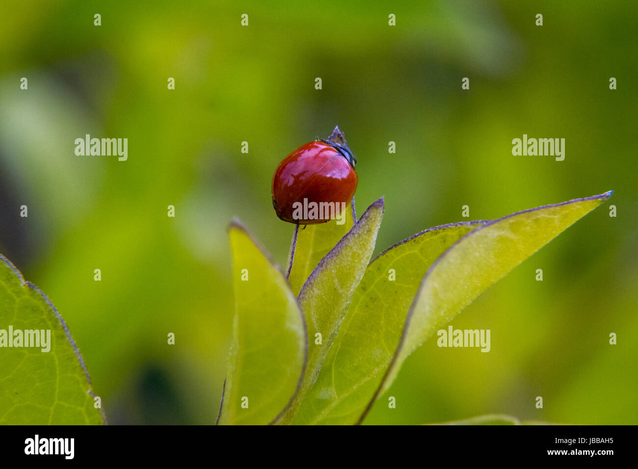 Little brown ladybug walking around some leaves Stock Photo - Alamy