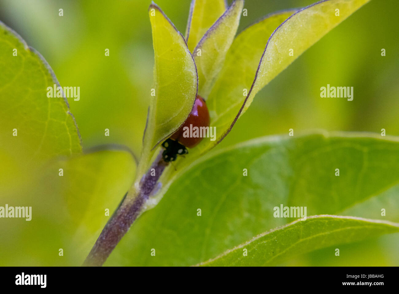 Little brown ladybug walking around some leaves Stock Photo - Alamy