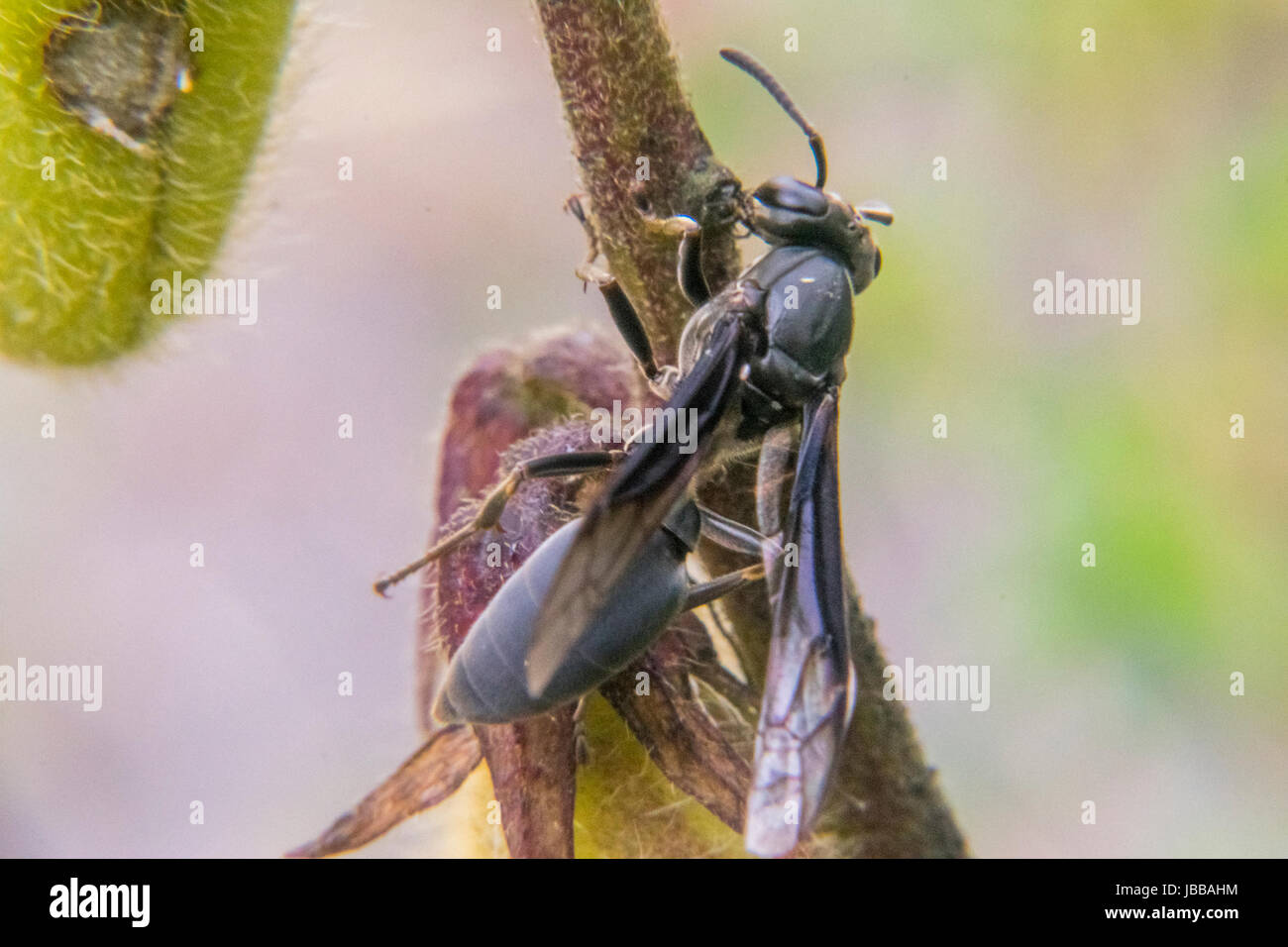 Wasp on a plant branch Stock Photo - Alamy
