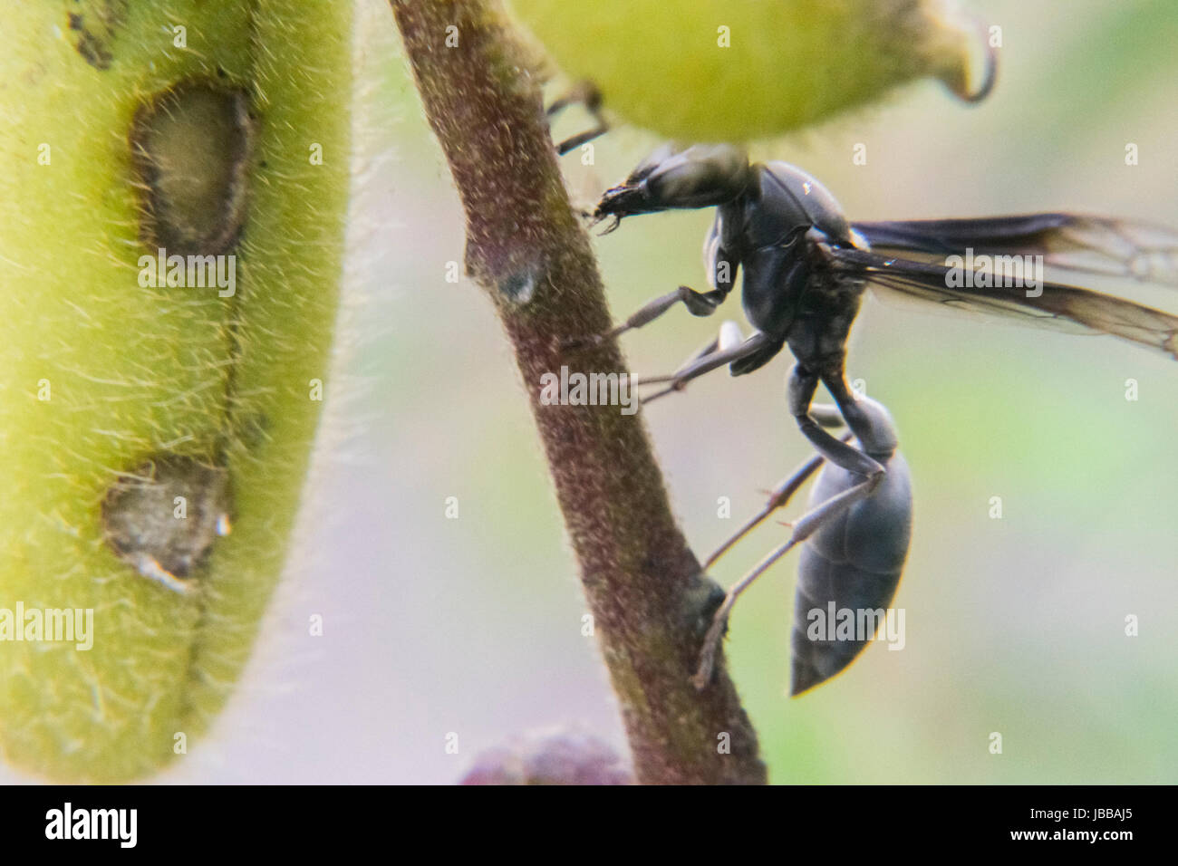 Wasp on a plant branch Stock Photo - Alamy