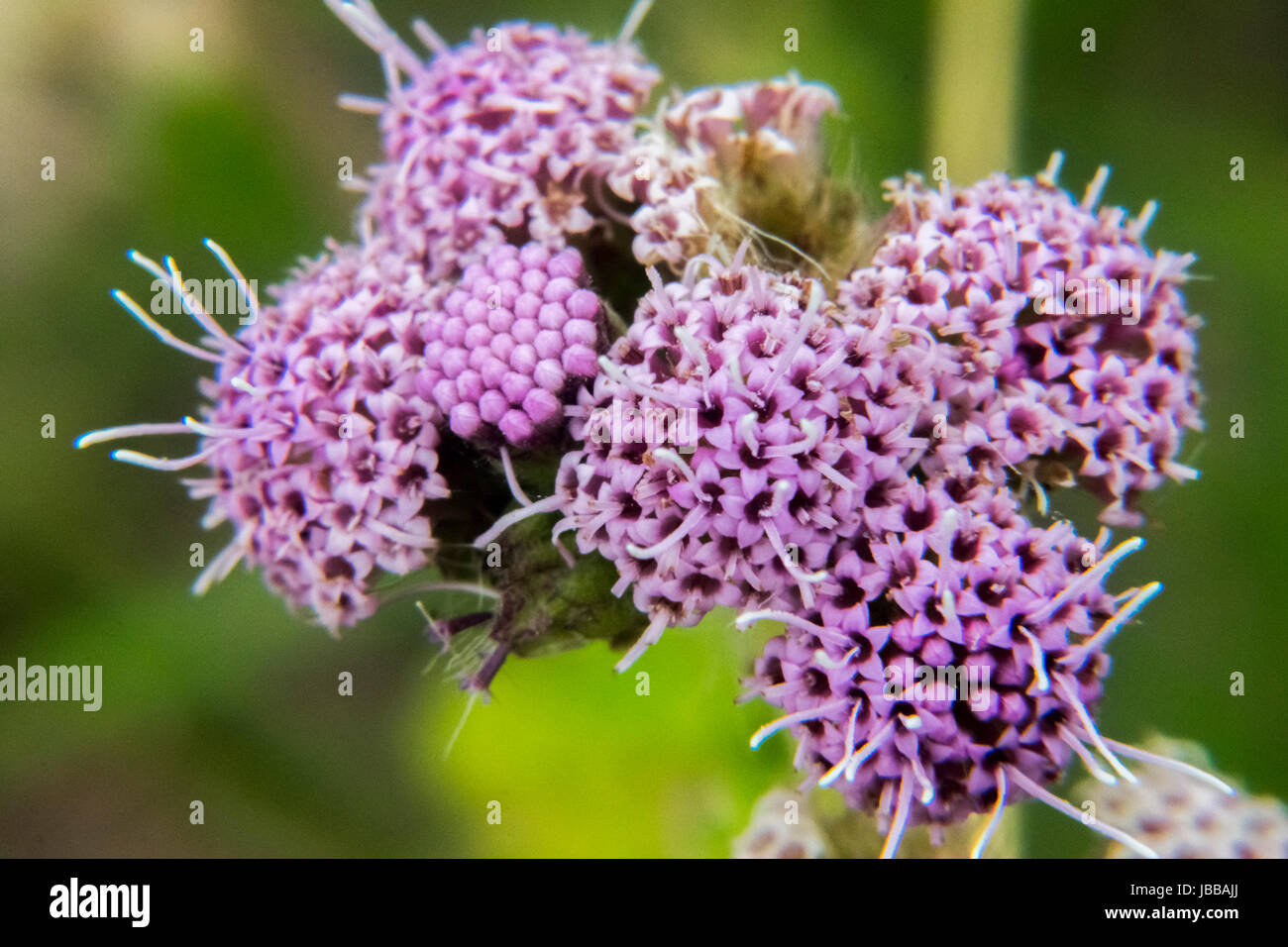 Cute little violet flowers in a park Stock Photo - Alamy