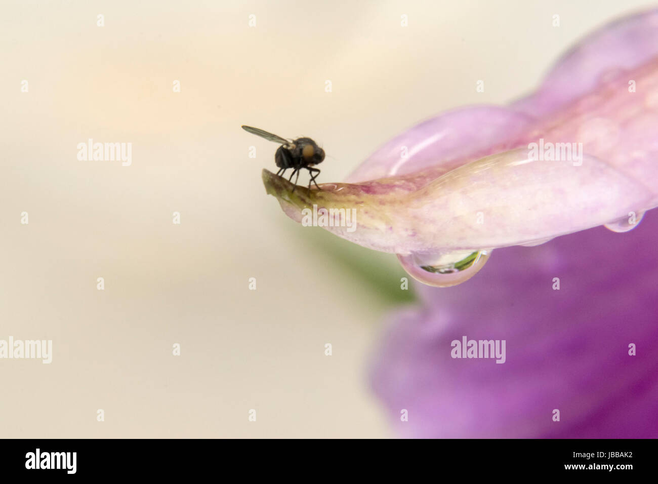 Fly walking hi-res stock photography and images - Alamy