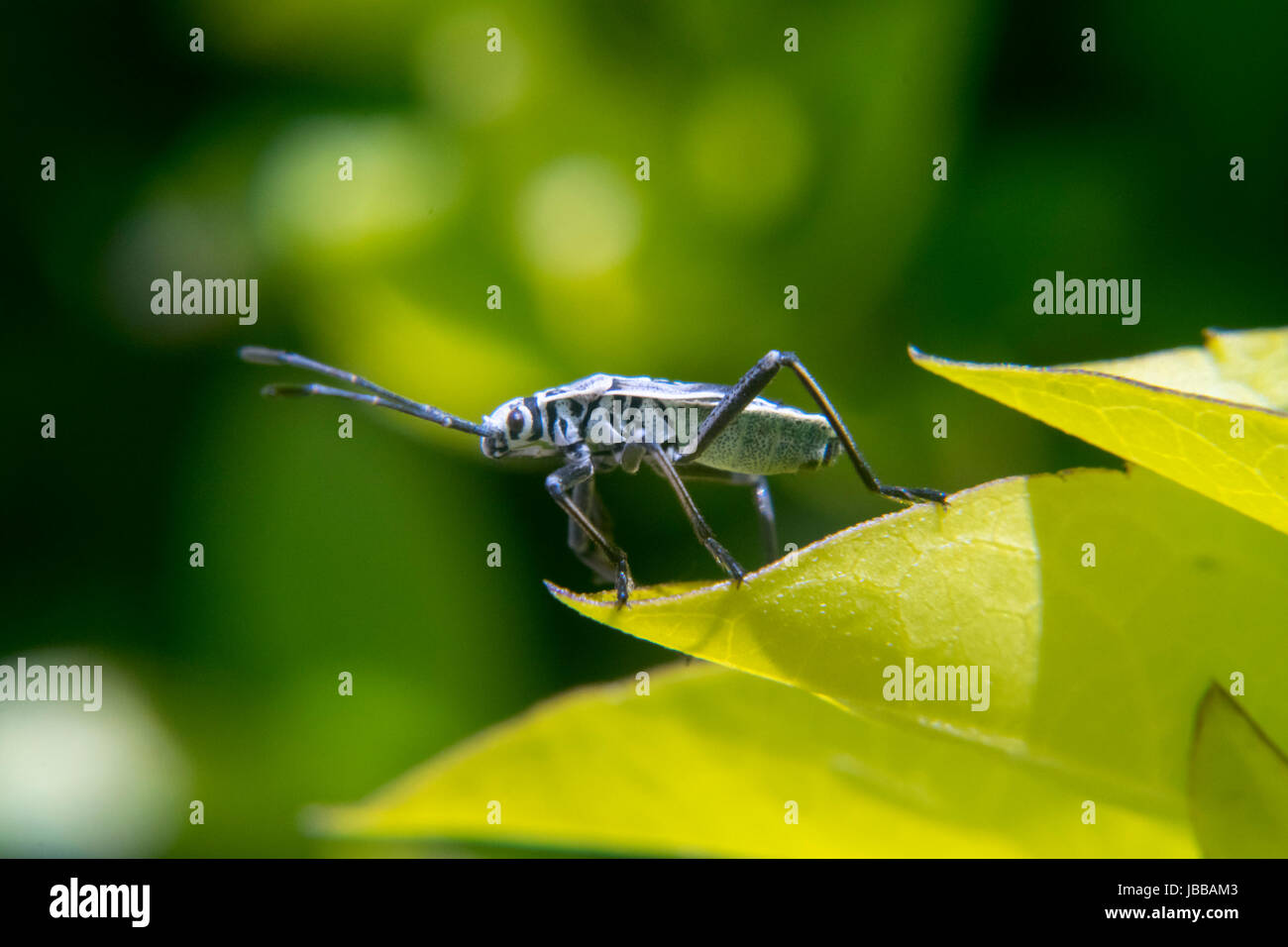 White and black lygaeoidea over a leaf Stock Photo - Alamy