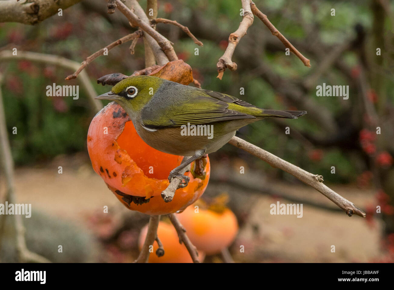 Australian silvereye bird eating hi-res stock photography and images ...