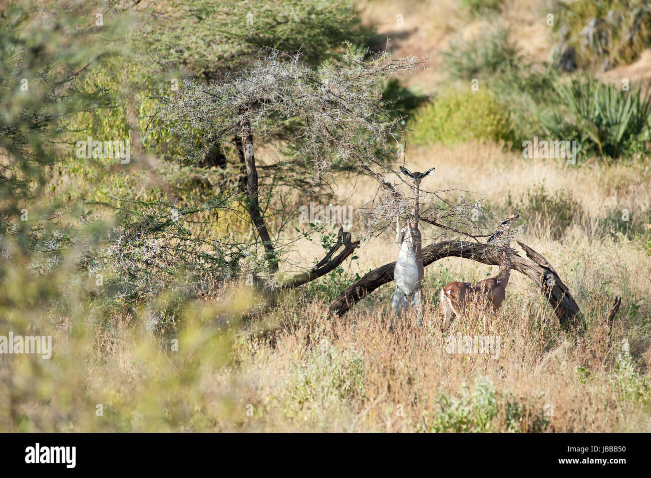 antelope wild animal Stock Photo - Alamy