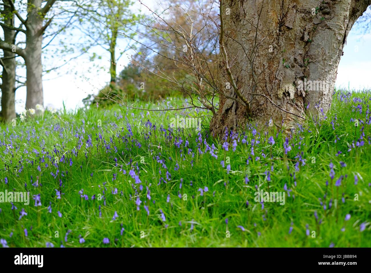 Bluebells under tree Stock Photo - Alamy