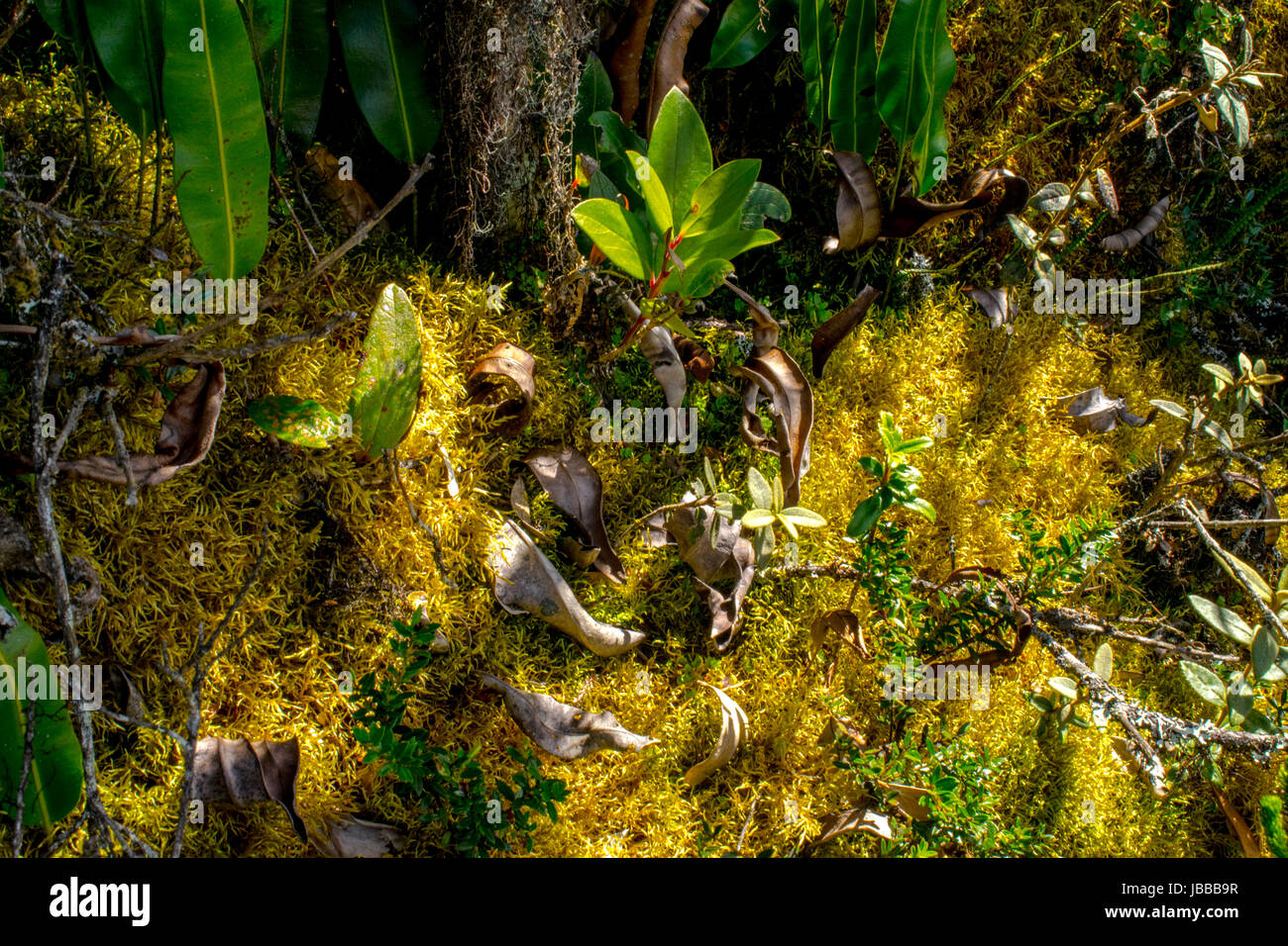 Small little forest in the middle of a trekking park Stock Photo - Alamy