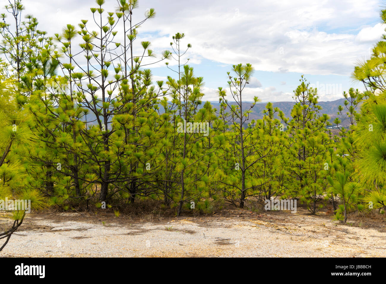 Dry forest in the wild Stock Photo - Alamy