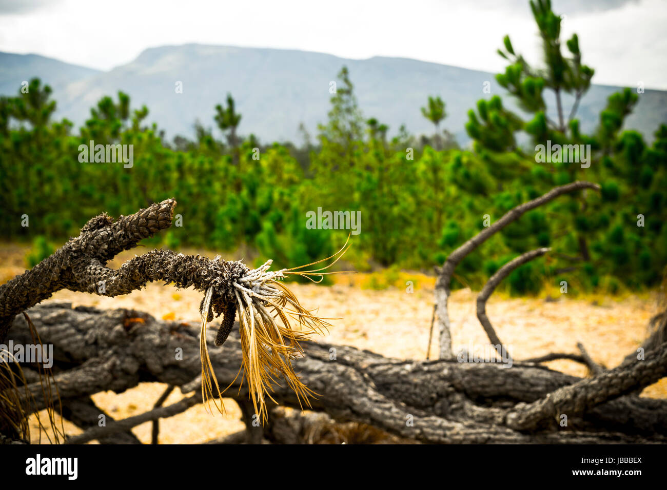 Dead tree on dry land and forest with clouds Stock Photo - Alamy