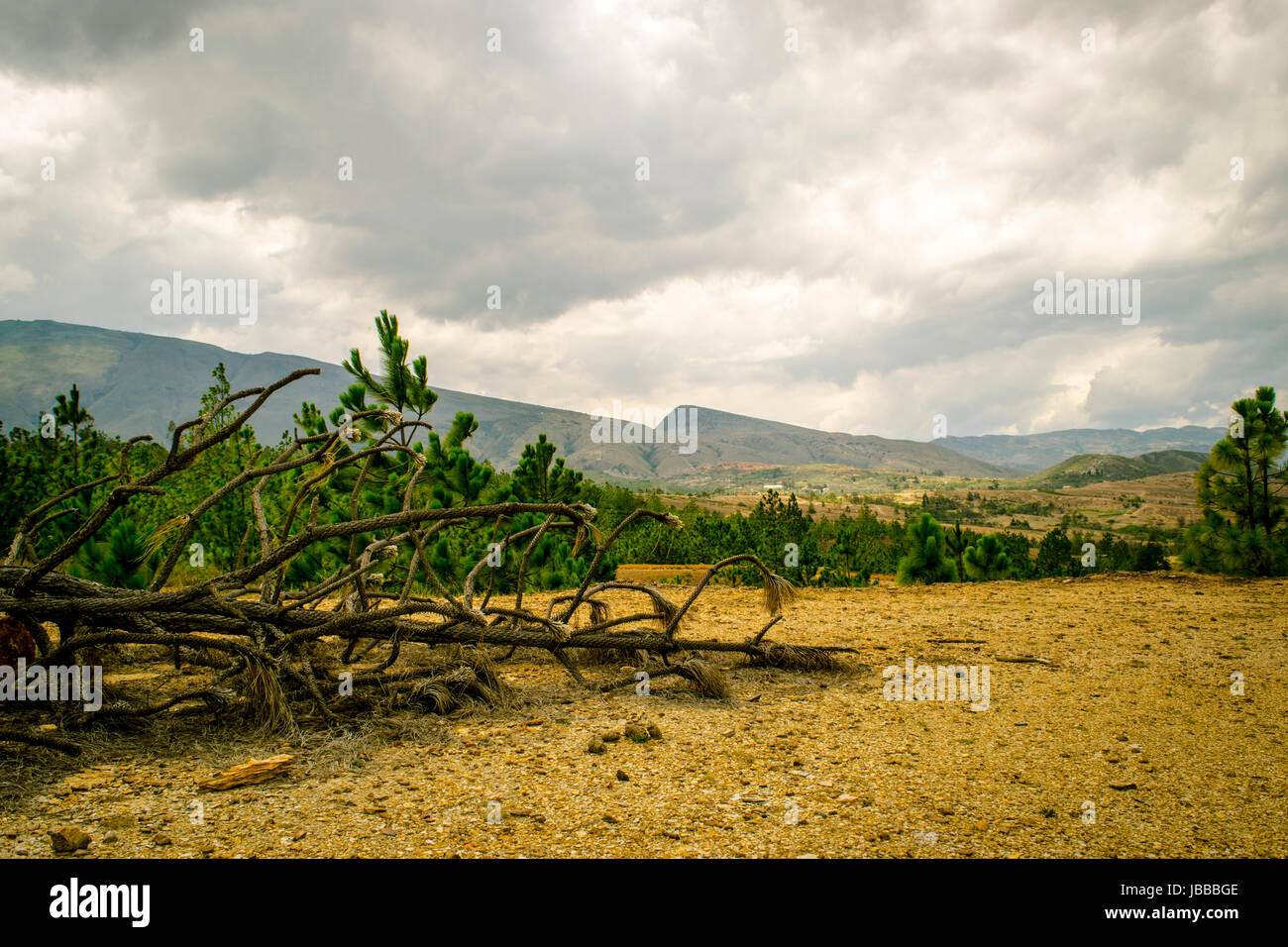 Dead tree on dry land and forest with clouds Stock Photo - Alamy