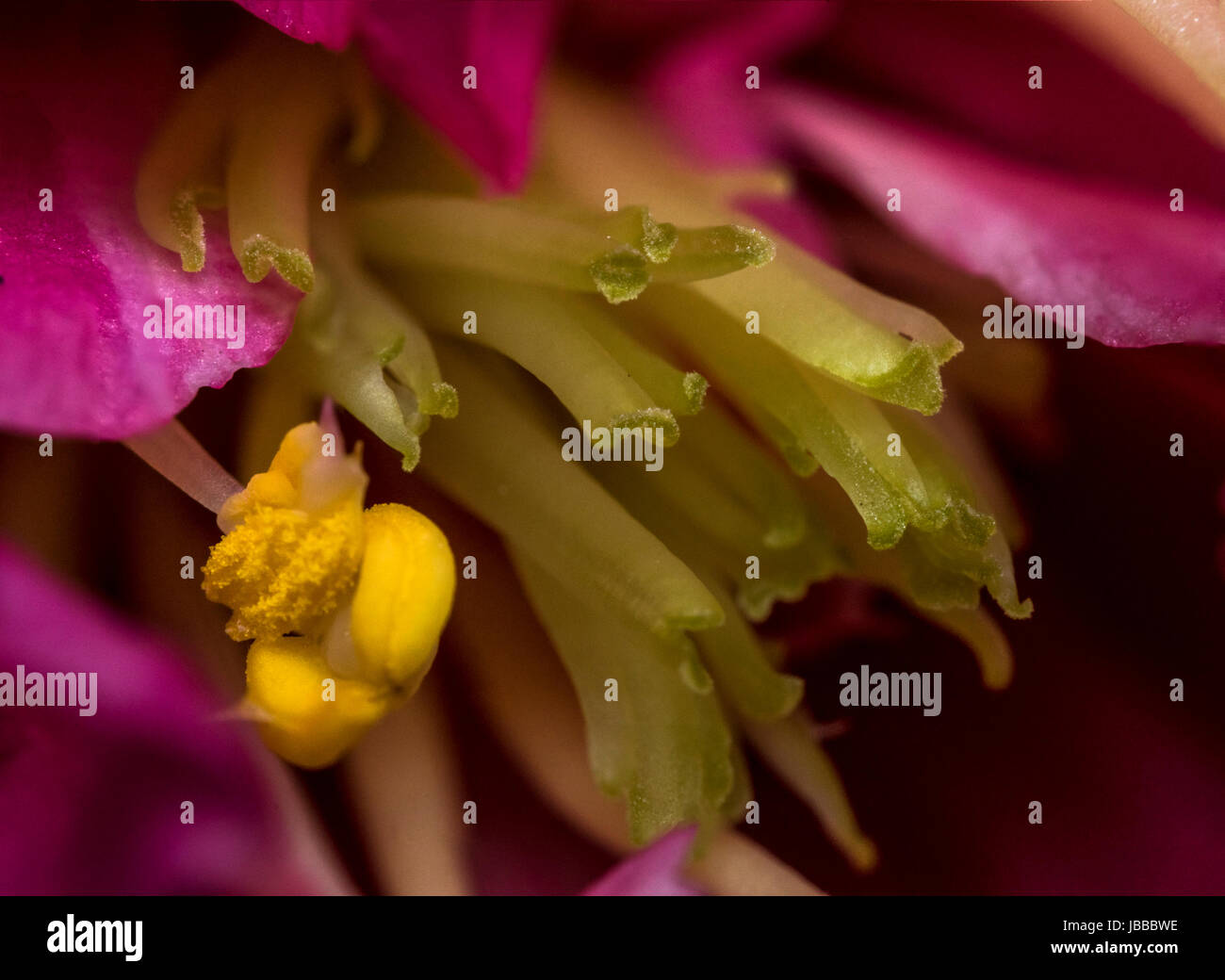 Pink garden flower hi-res stock photography and images - Alamy