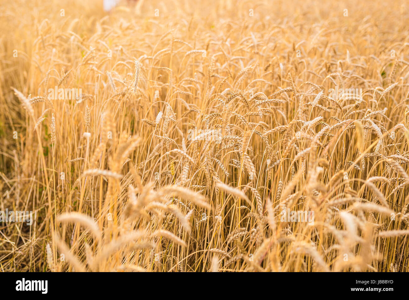 Field of Rye Stock Photo - Alamy