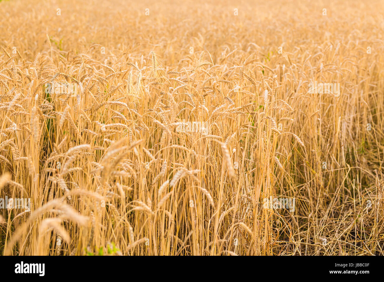 Field of Rye Stock Photo - Alamy