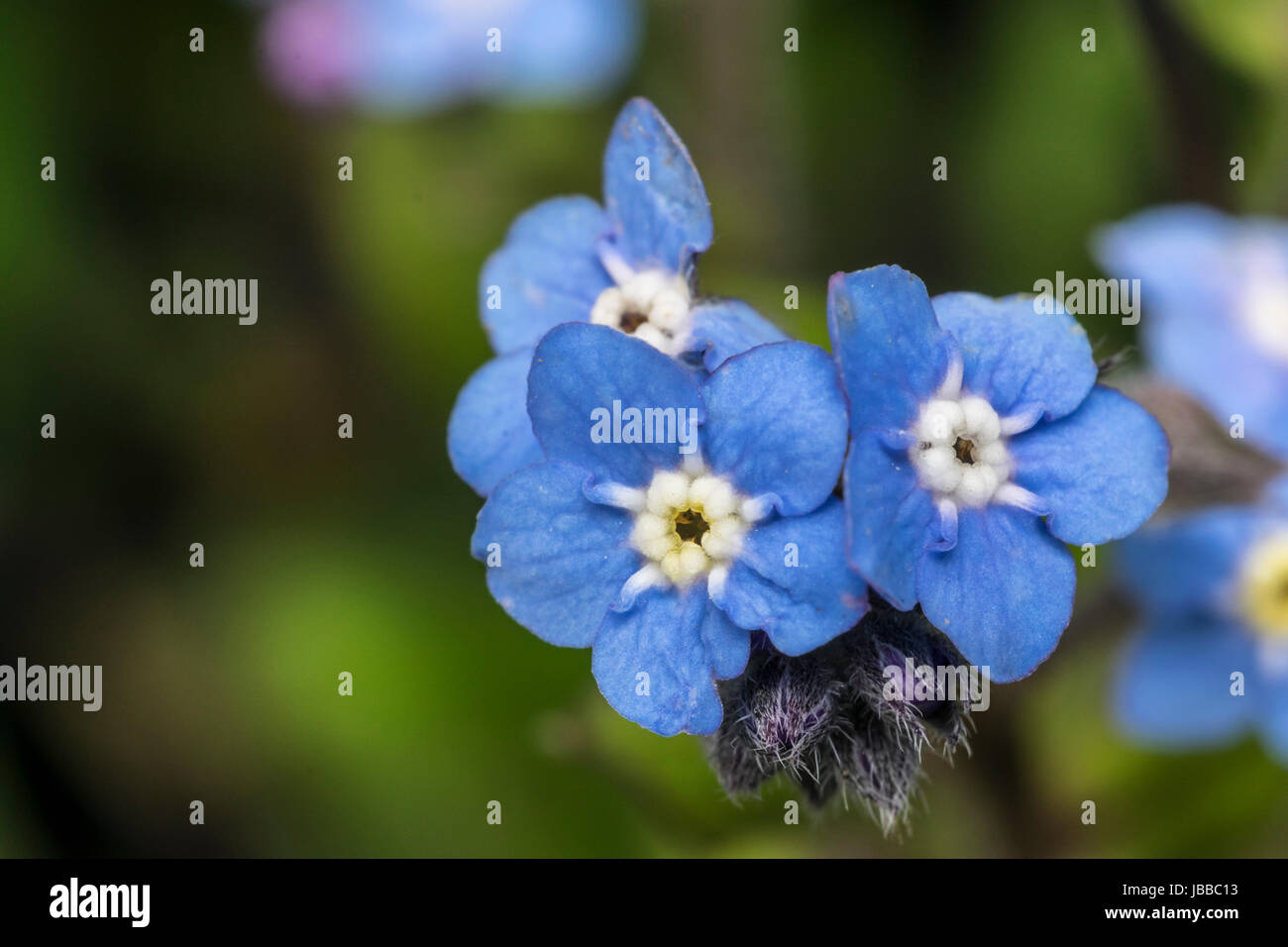 Little blue forget-me-not flowers in a garden Stock Photo - Alamy