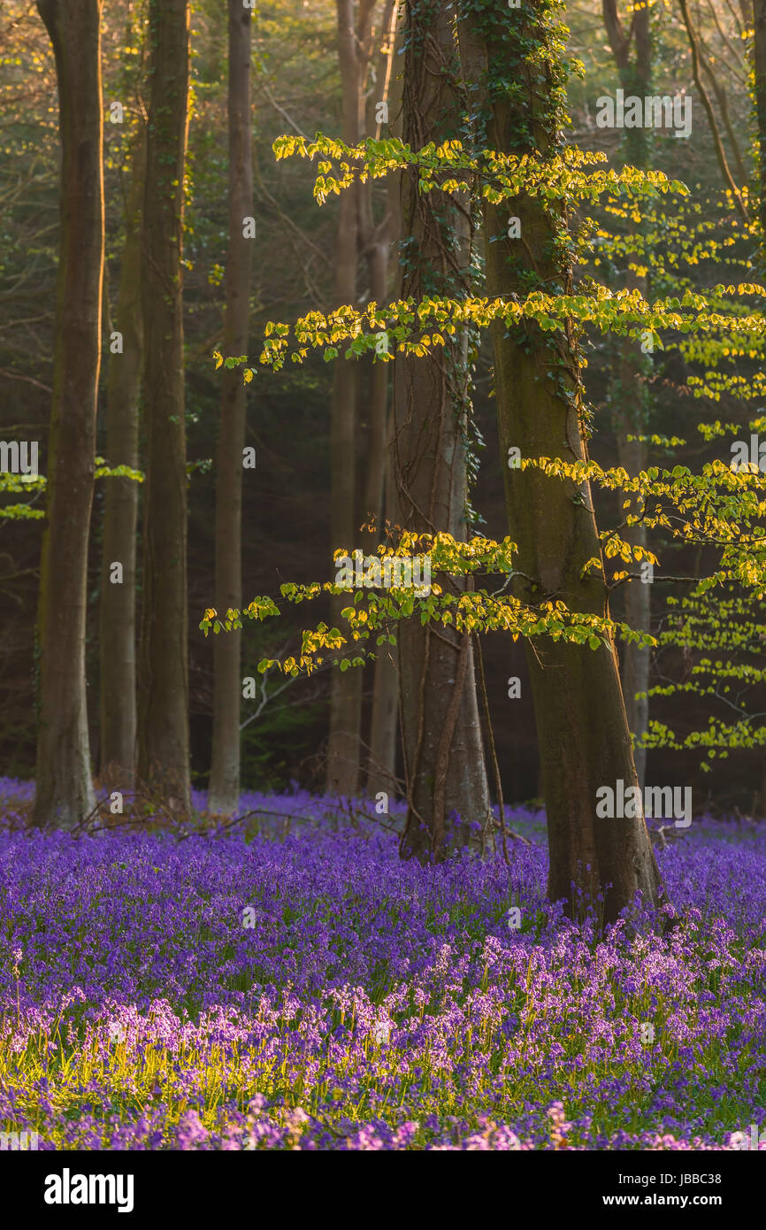 Angmering hi-res stock photography and images - Alamy