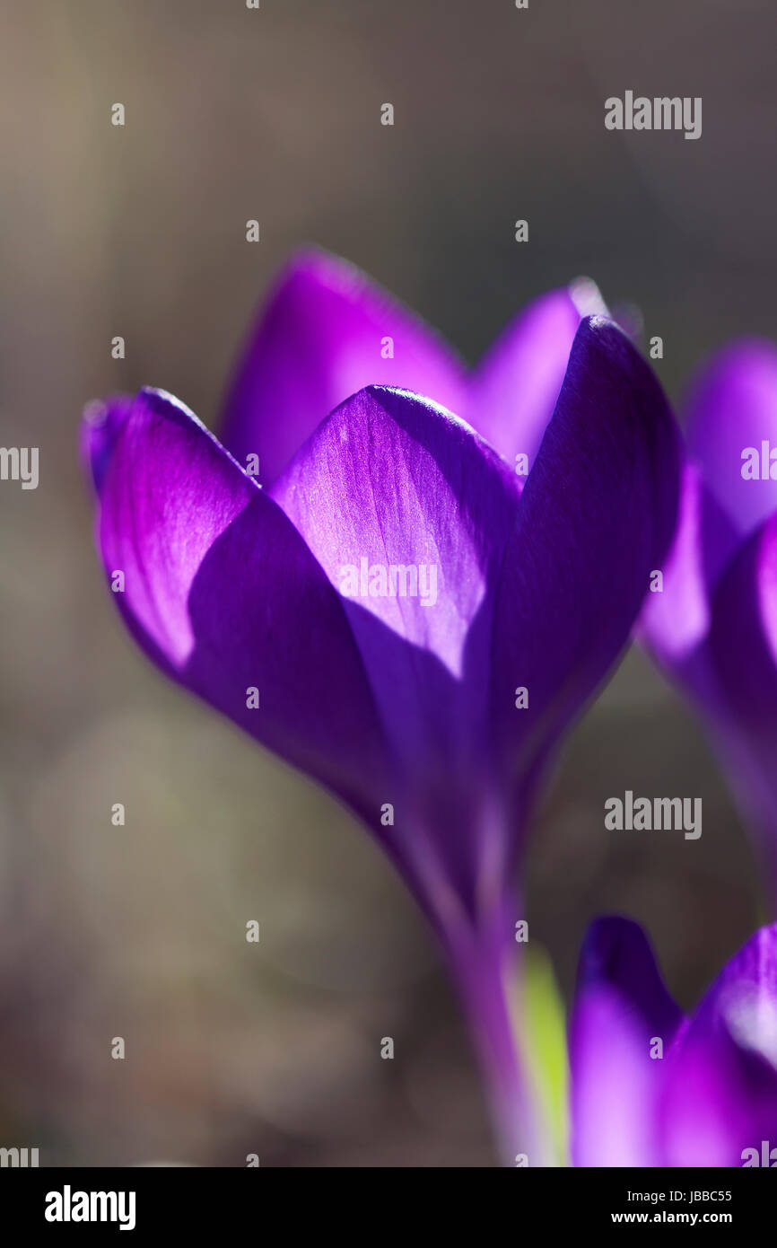 Krokus - Crocus - in einer Makroaufnahme Stock Photo - Alamy